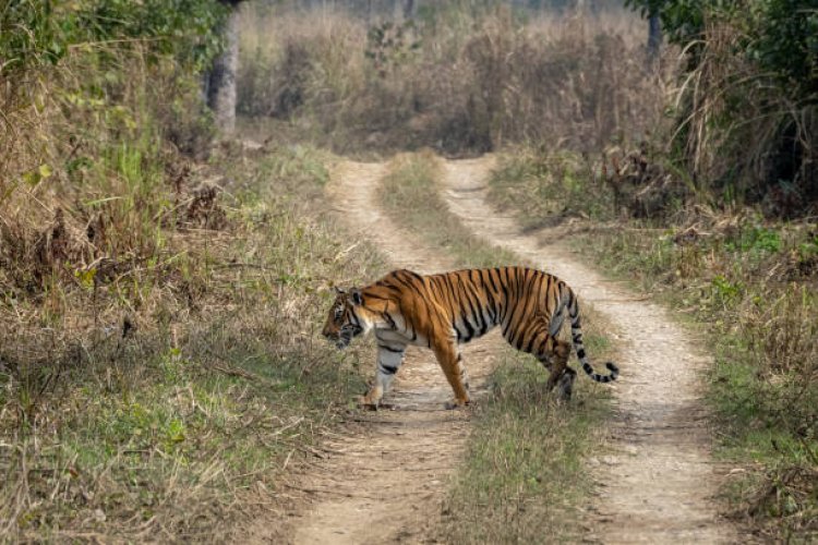 Chitwan National Park: A Wildlife Paradise in Nepal - Nepal Database