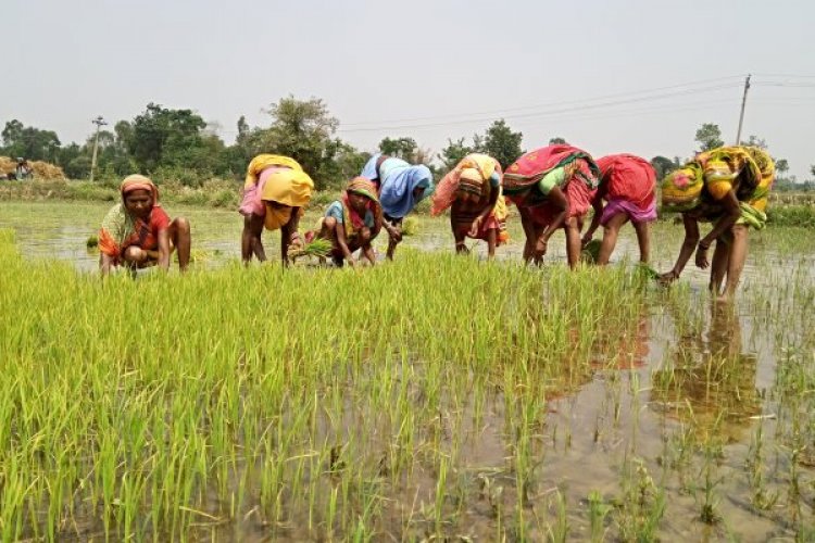 Rising Rice: The Emergence in Nepal - Nepal Database