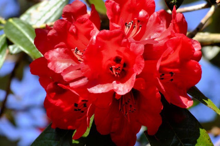Rhododendron: National Flower of Nepal - Nepal Database